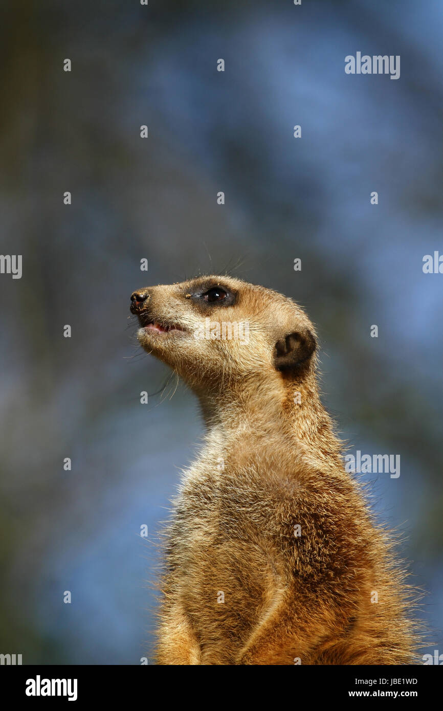 Meerkat claws close hi-res stock photography and images - Alamy