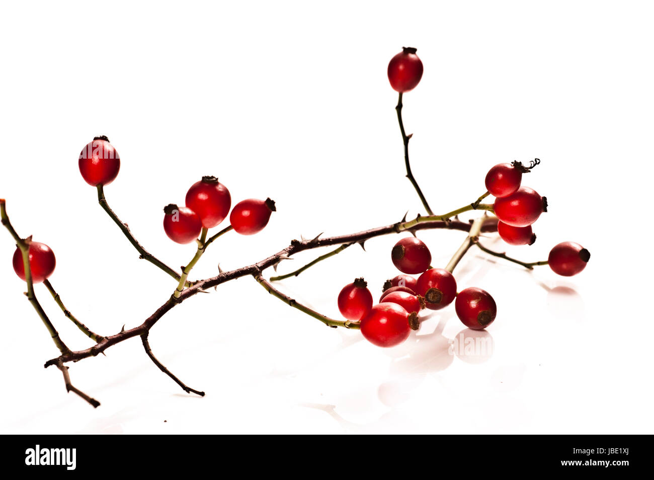 Hagebutten ernte hi-res stock photography and images - Alamy