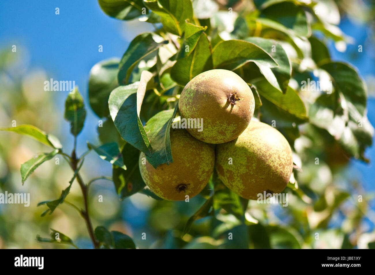 Birnen am Birnenbaum Stock Photo - Alamy