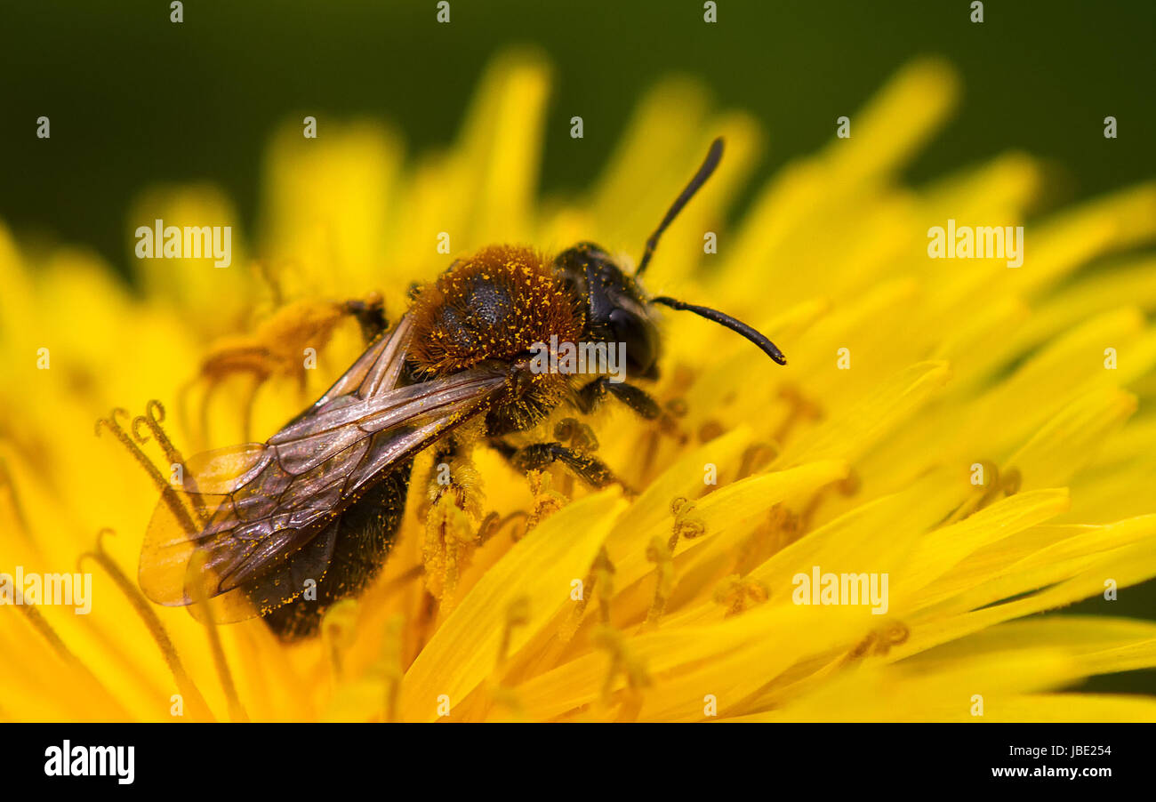 Pollenstaub hi-res stock photography and images - Alamy