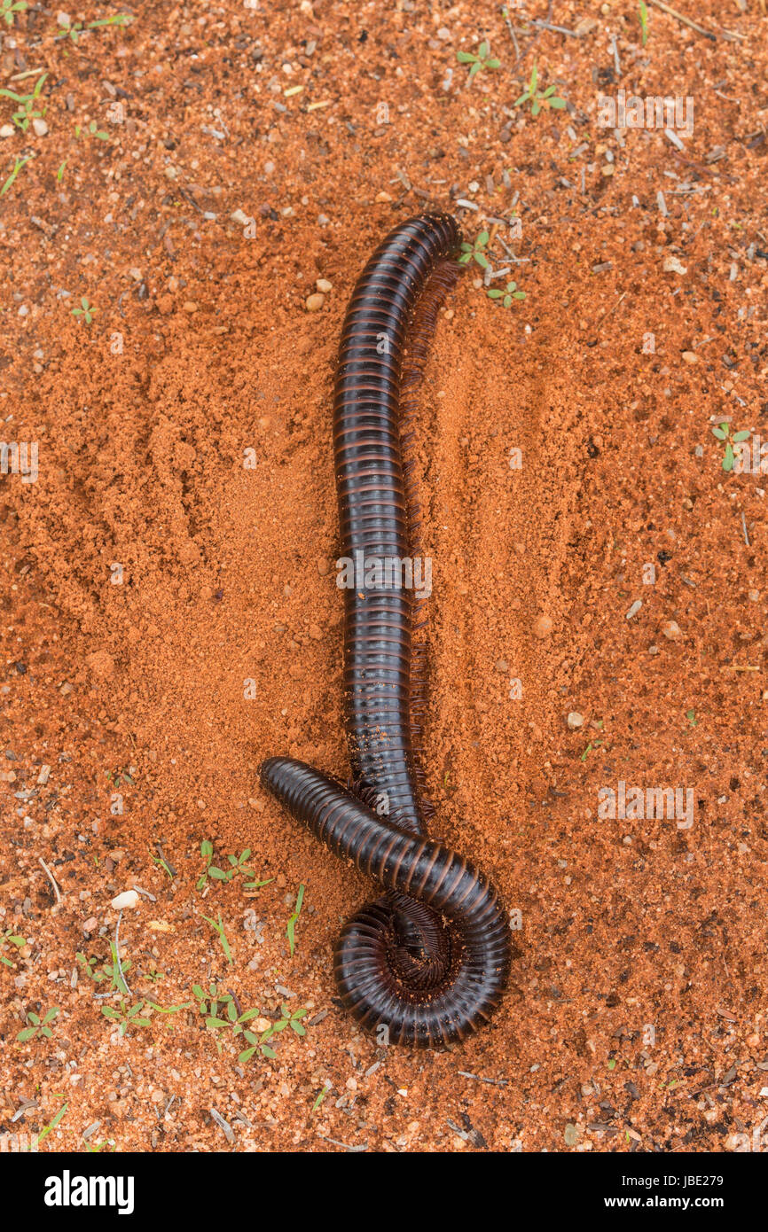 Giant african millipede hi-res stock photography and images - Alamy