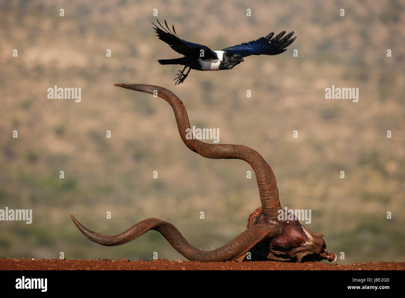 Pied crow (Corvus albus), Zimanga private game reserve, KwaZulu-Natal ...