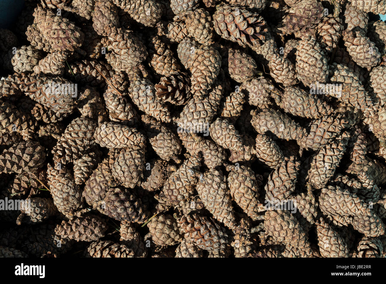Scots pine cones hi-res stock photography and images - Alamy