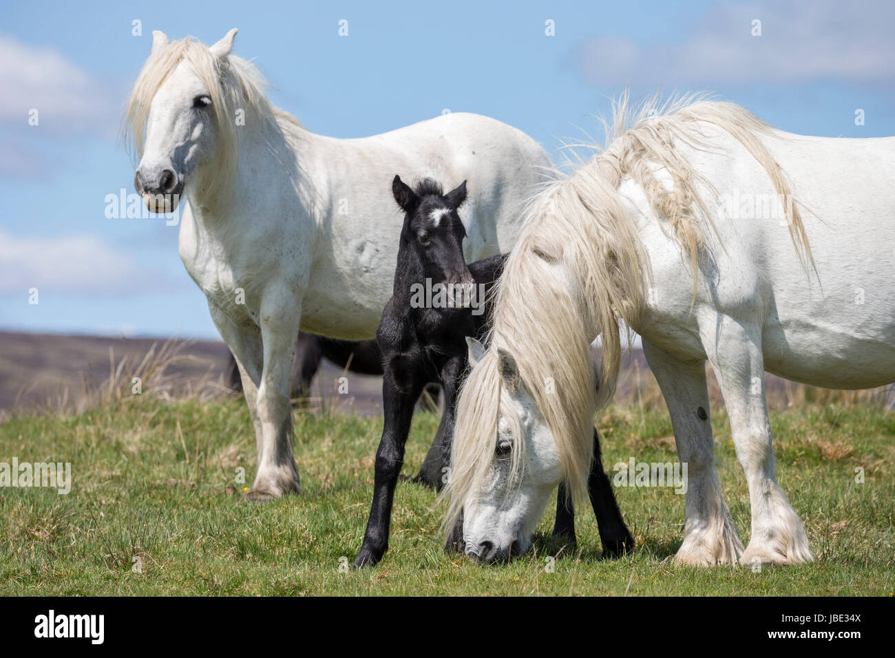 Fell Pony Ponies High Resolution Stock Photography and Images - Alamy