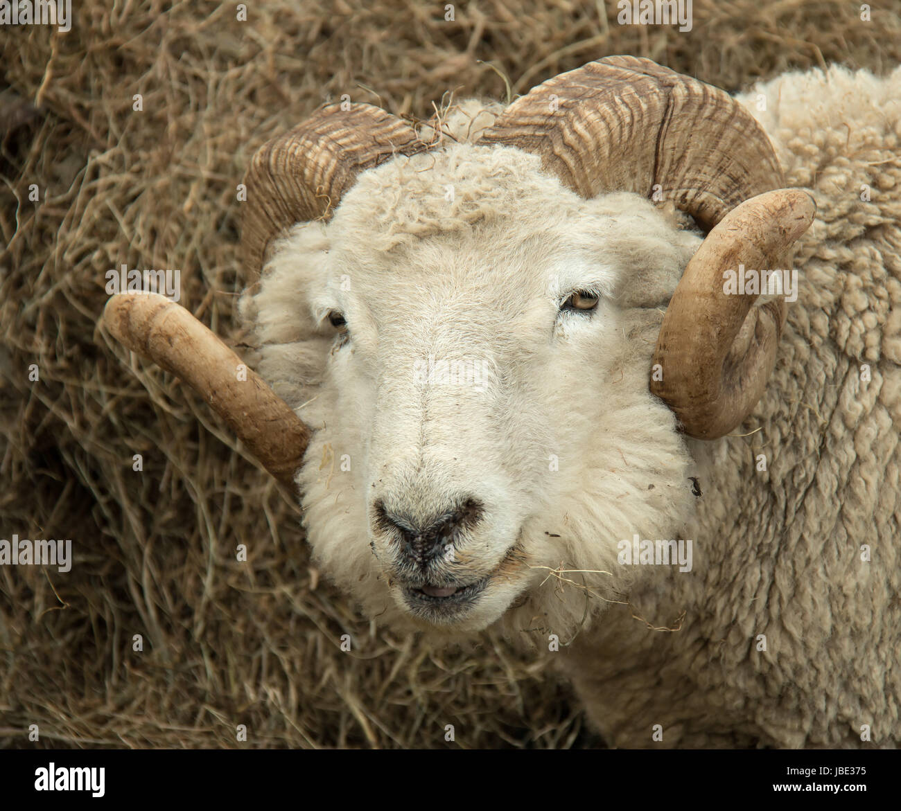 Curled horns hi-res stock photography and images - Alamy