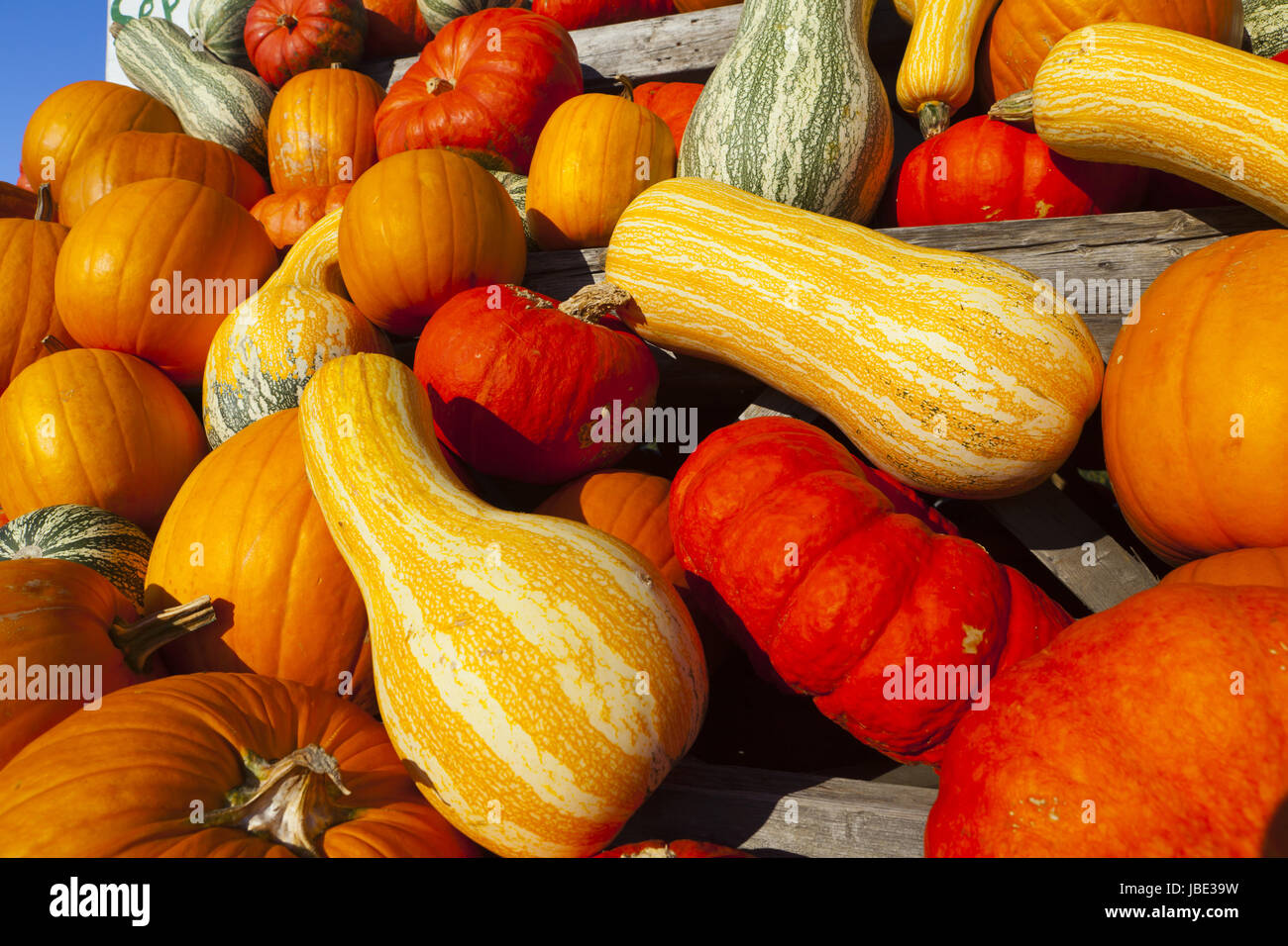 Stacked Many different ornamental gourds on a cart Stock Photo - Alamy