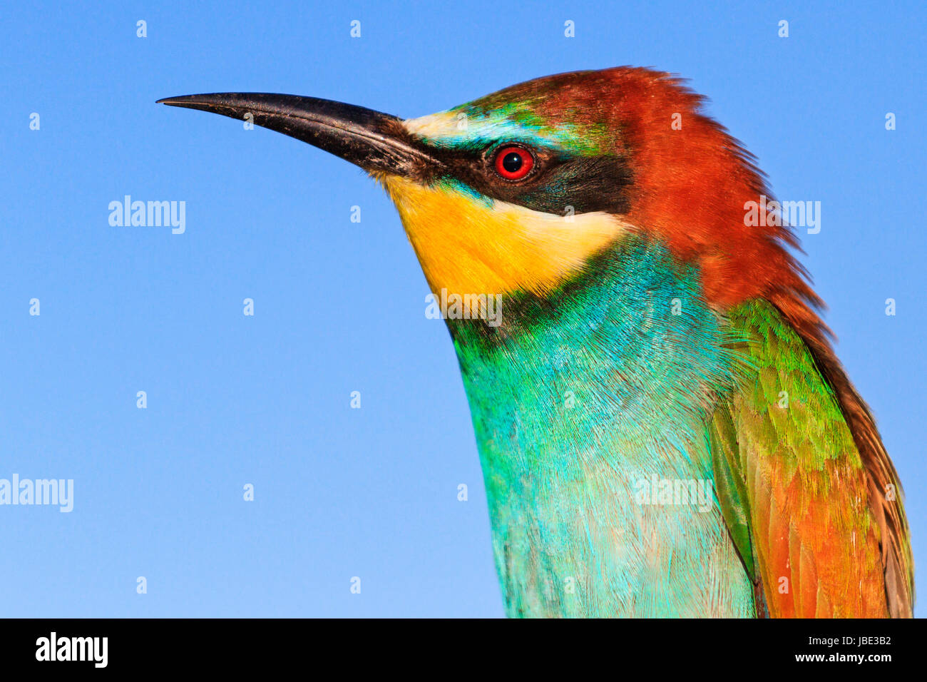 palette of bright colors in the feathers of a bird.bee-eater, wild ...