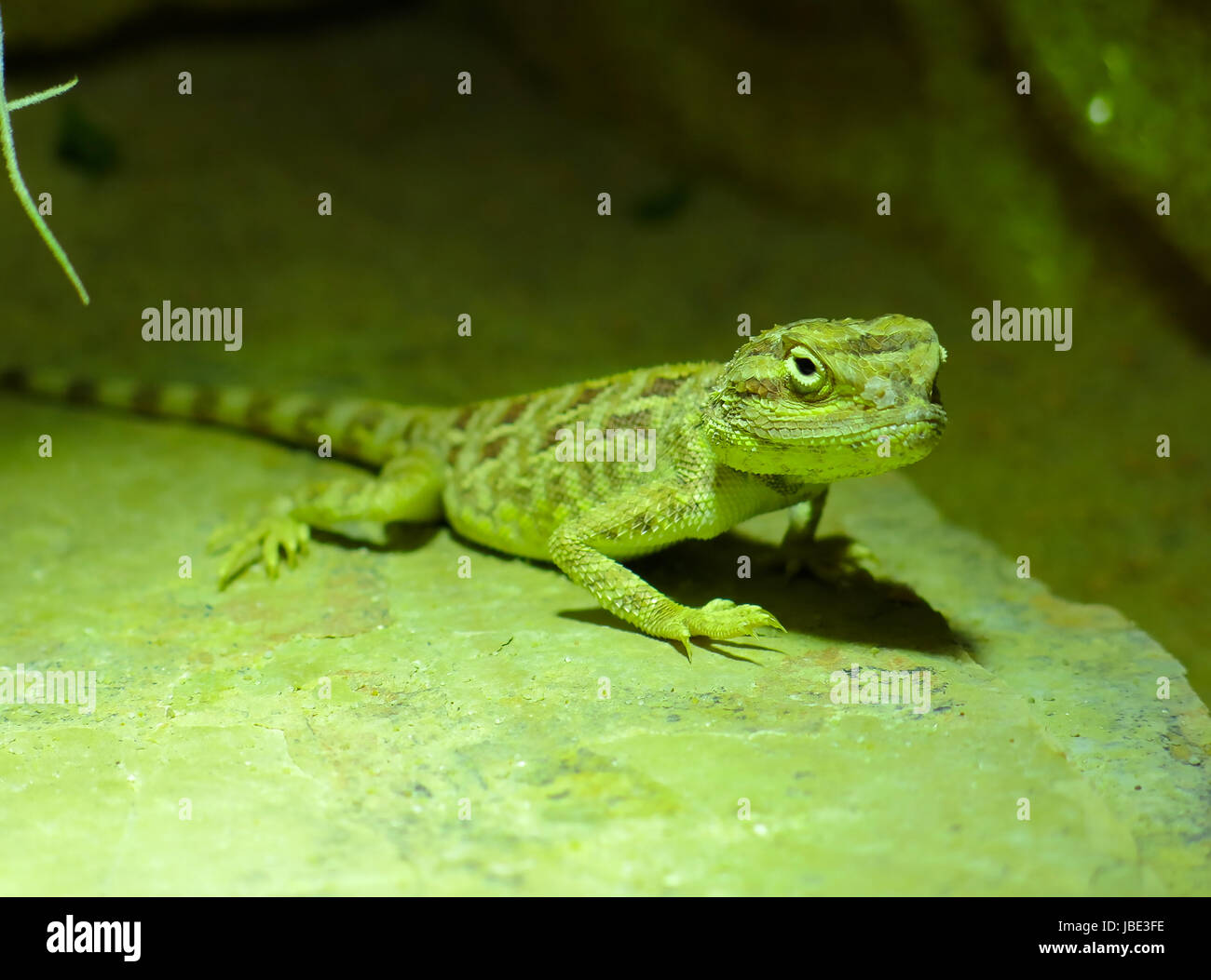 Bearded Dragon Tree High Resolution Stock Photography and Images - Alamy