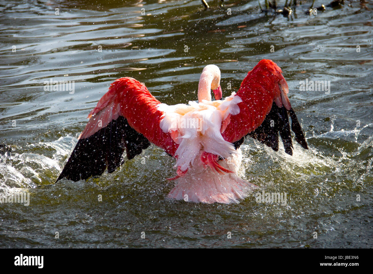 Pale pink flamingos hi-res stock photography and images - Alamy
