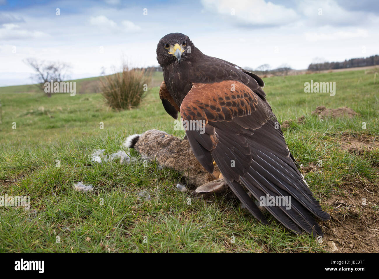 Quarry Hunt High Resolution Stock Photography and Images - Alamy
