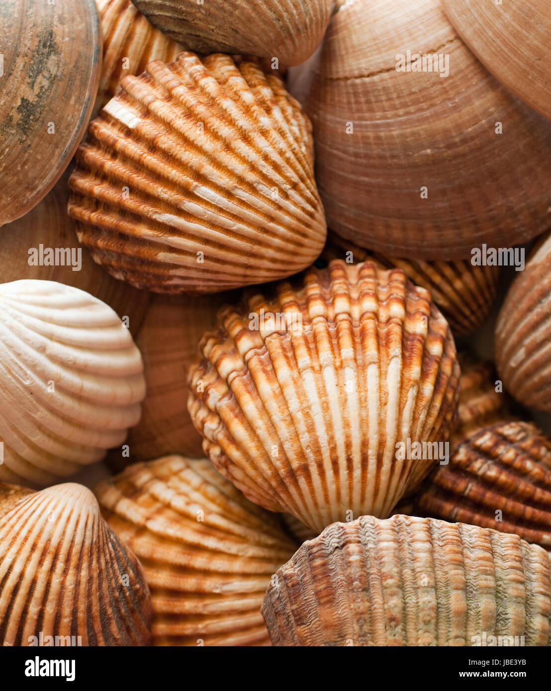 seashell salt water Stock Photo - Alamy