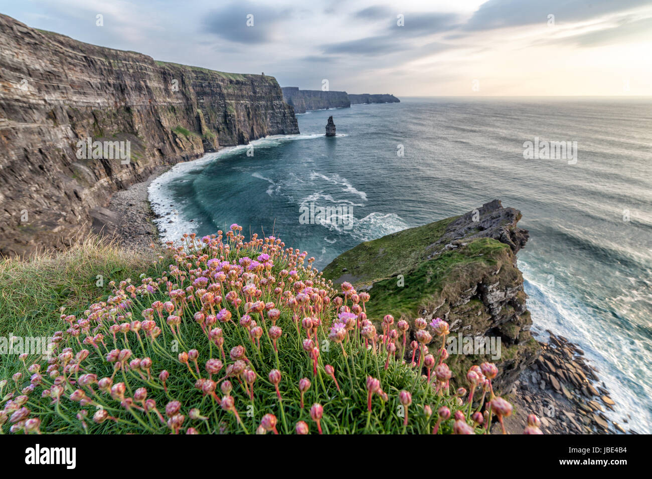 cliffs of moher with some flowers in the foreground Stock Photo - Alamy