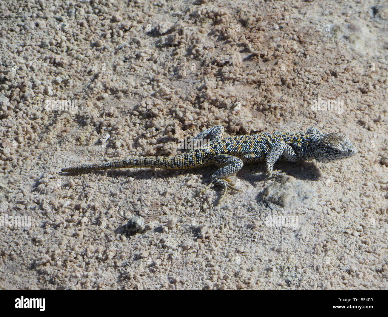 lizard on saline soil atacama Stock Photo - Alamy