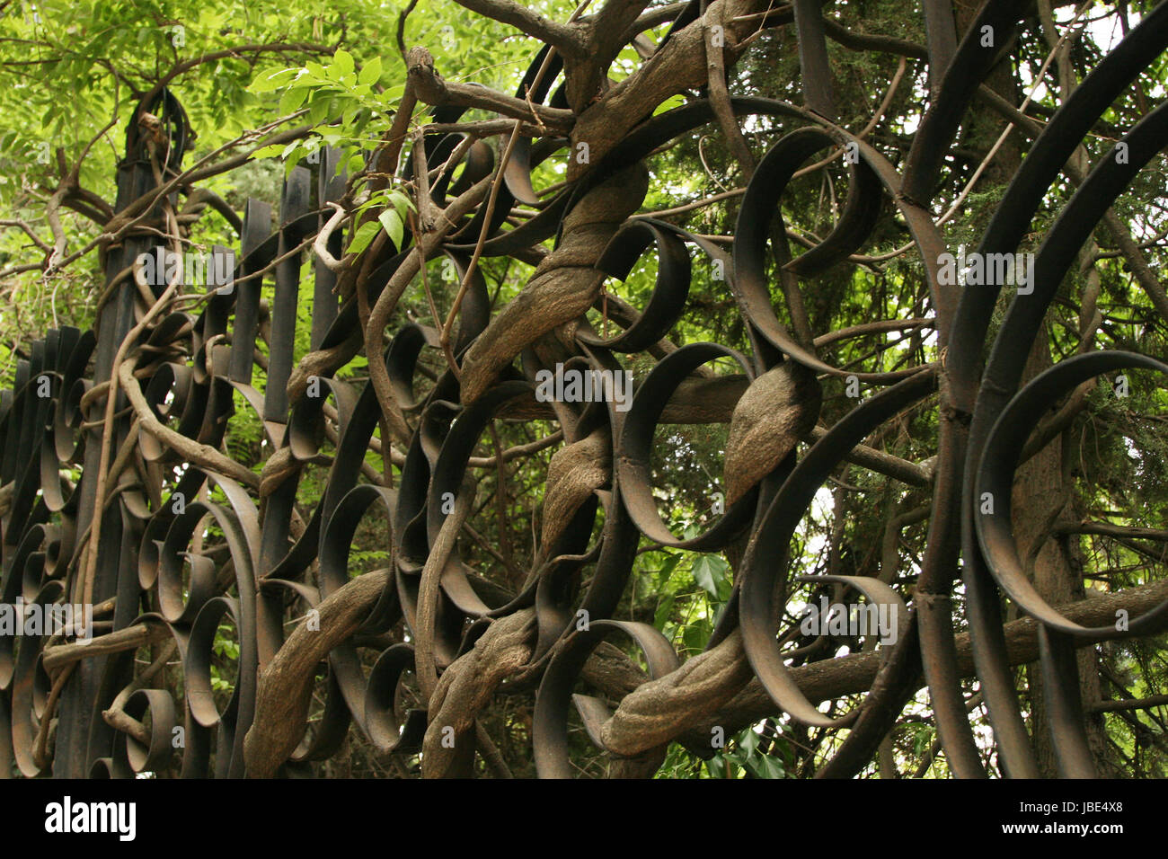The tree entwine the fence Stock Photo - Alamy