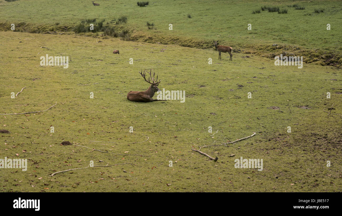 Old male deer on hi-res stock photography and images - Alamy