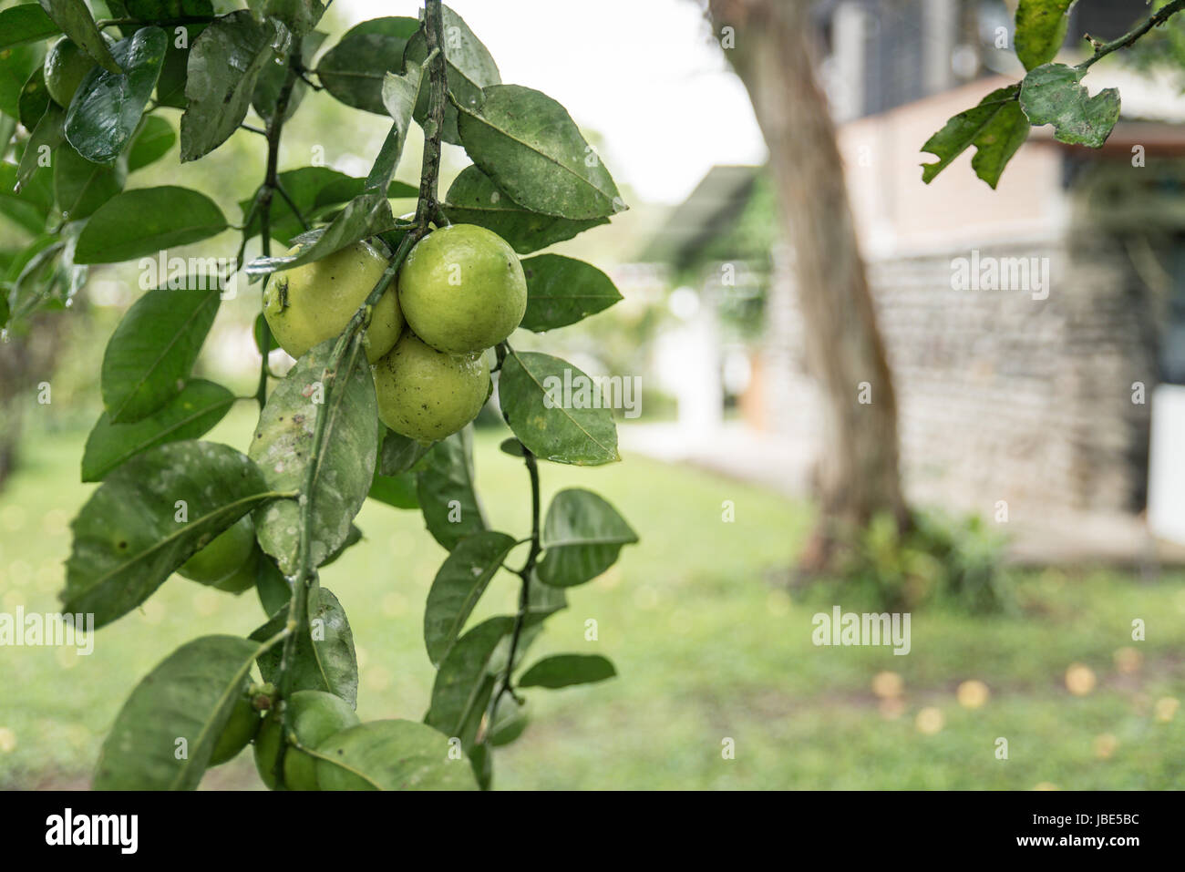 Common guava hi-res stock photography and images - Alamy