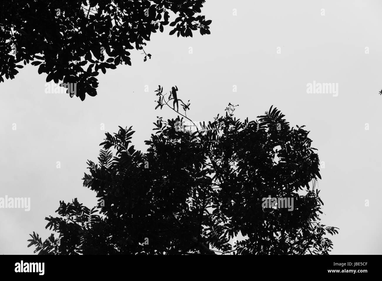 Monkey jumping from tree hi-res stock photography and images - Alamy