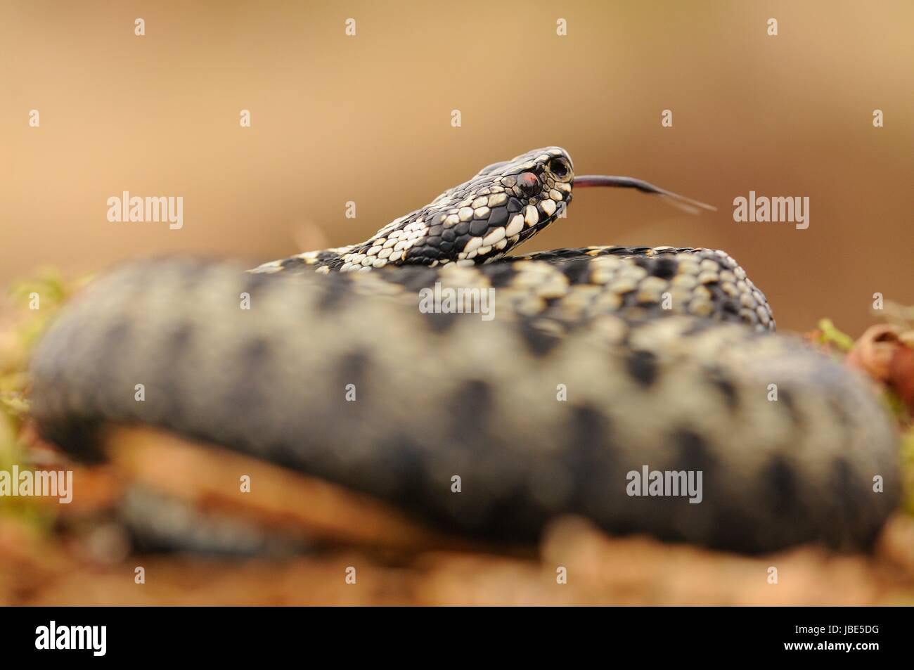 Adder scotland hi-res stock photography and images - Alamy