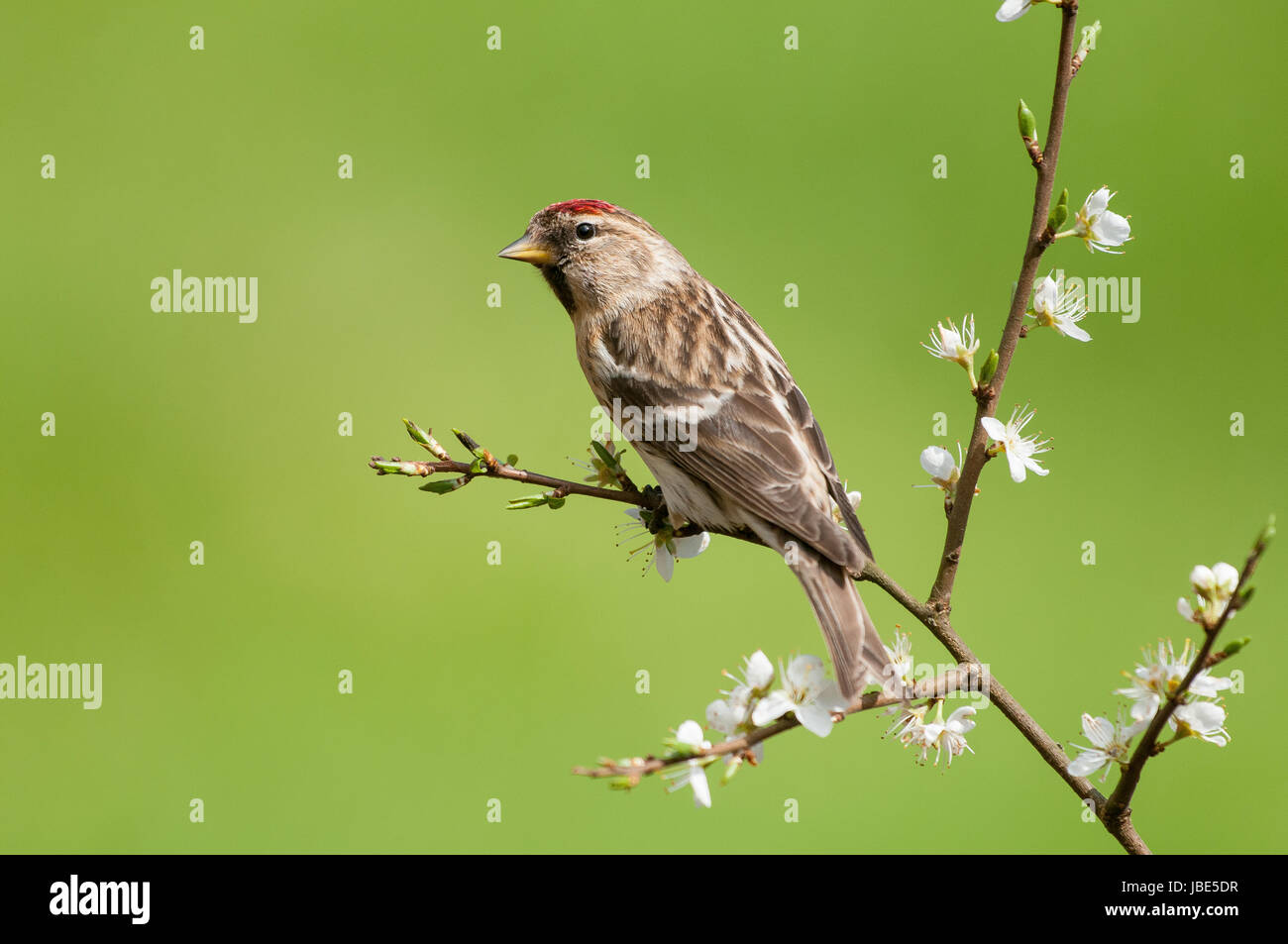 Male green on twig hi-res stock photography and images - Alamy