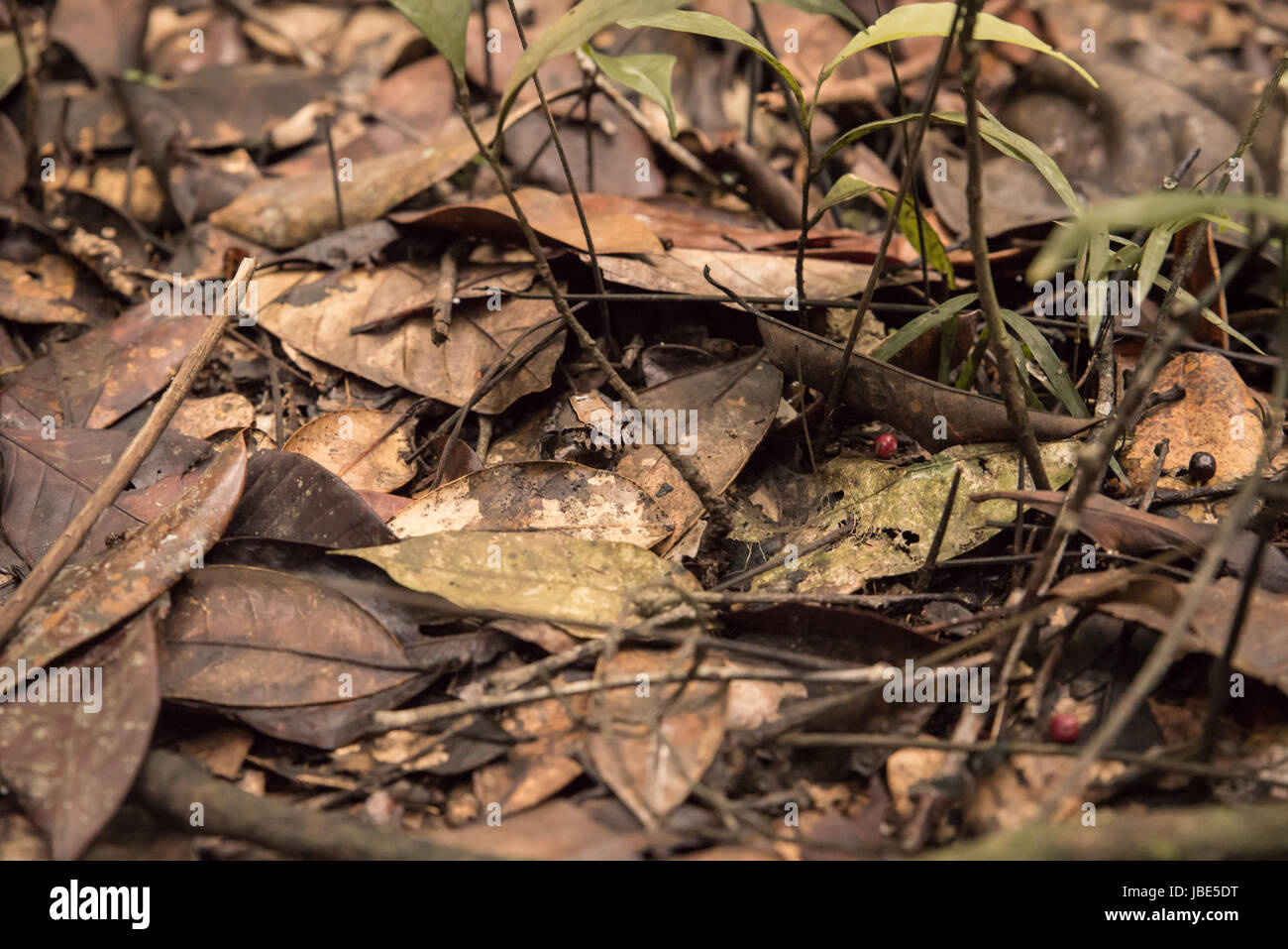 Rainforest ground hi-res stock photography and images - Alamy