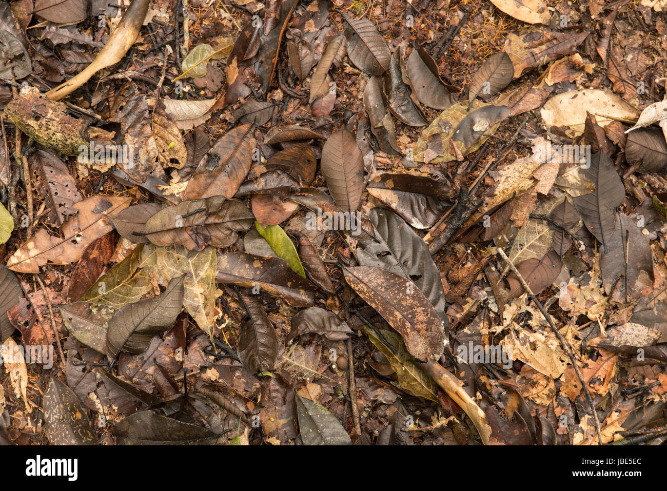 brown jungle leaves on the ground Stock Photo - Alamy