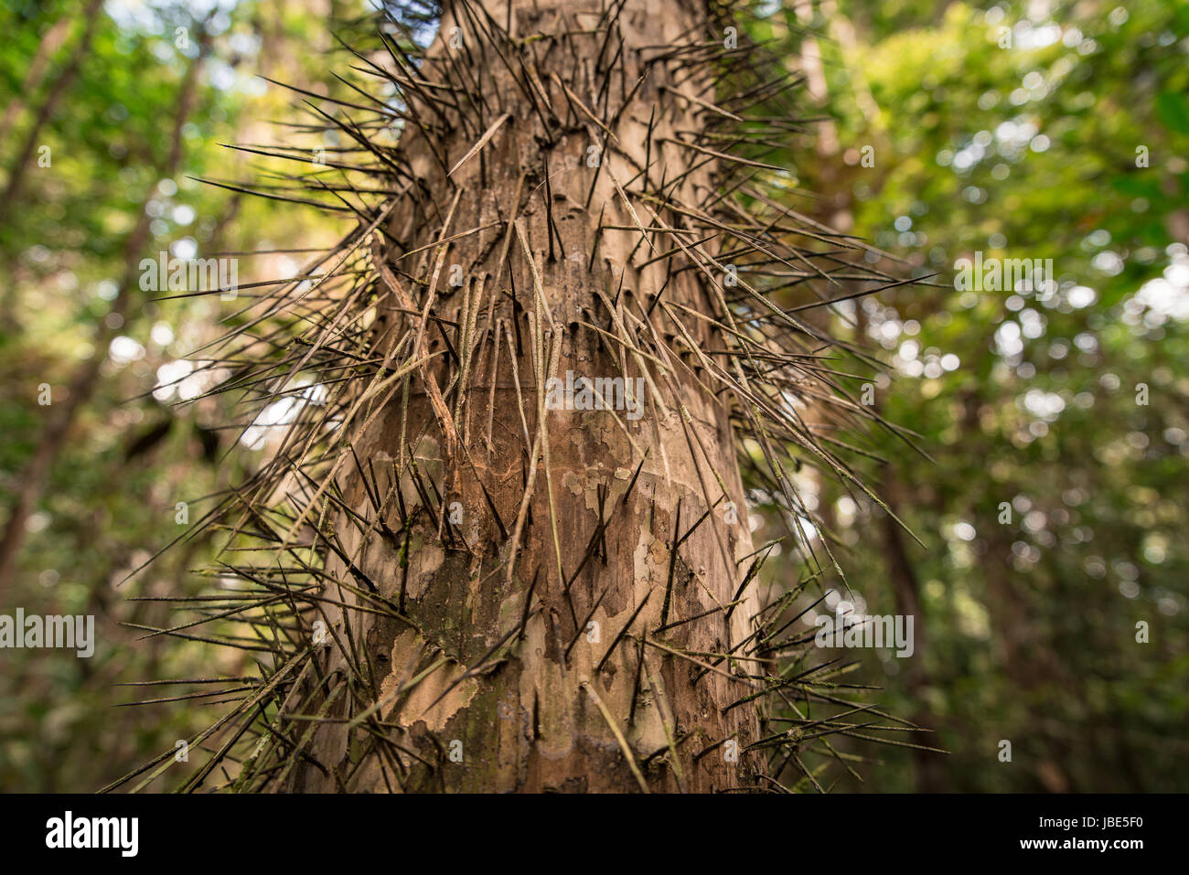 tree protects itsself from monkeys Stock Photo - Alamy