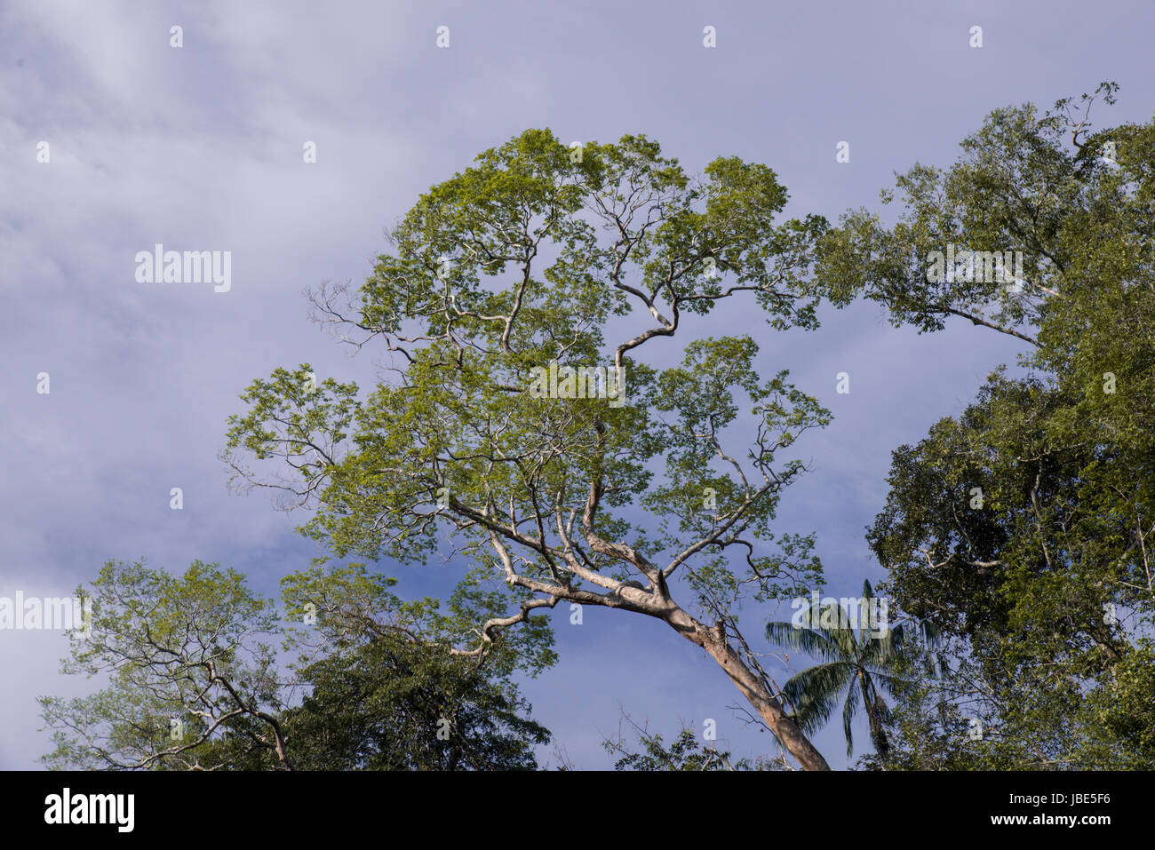 jungle tree against blue sky Stock Photo - Alamy
