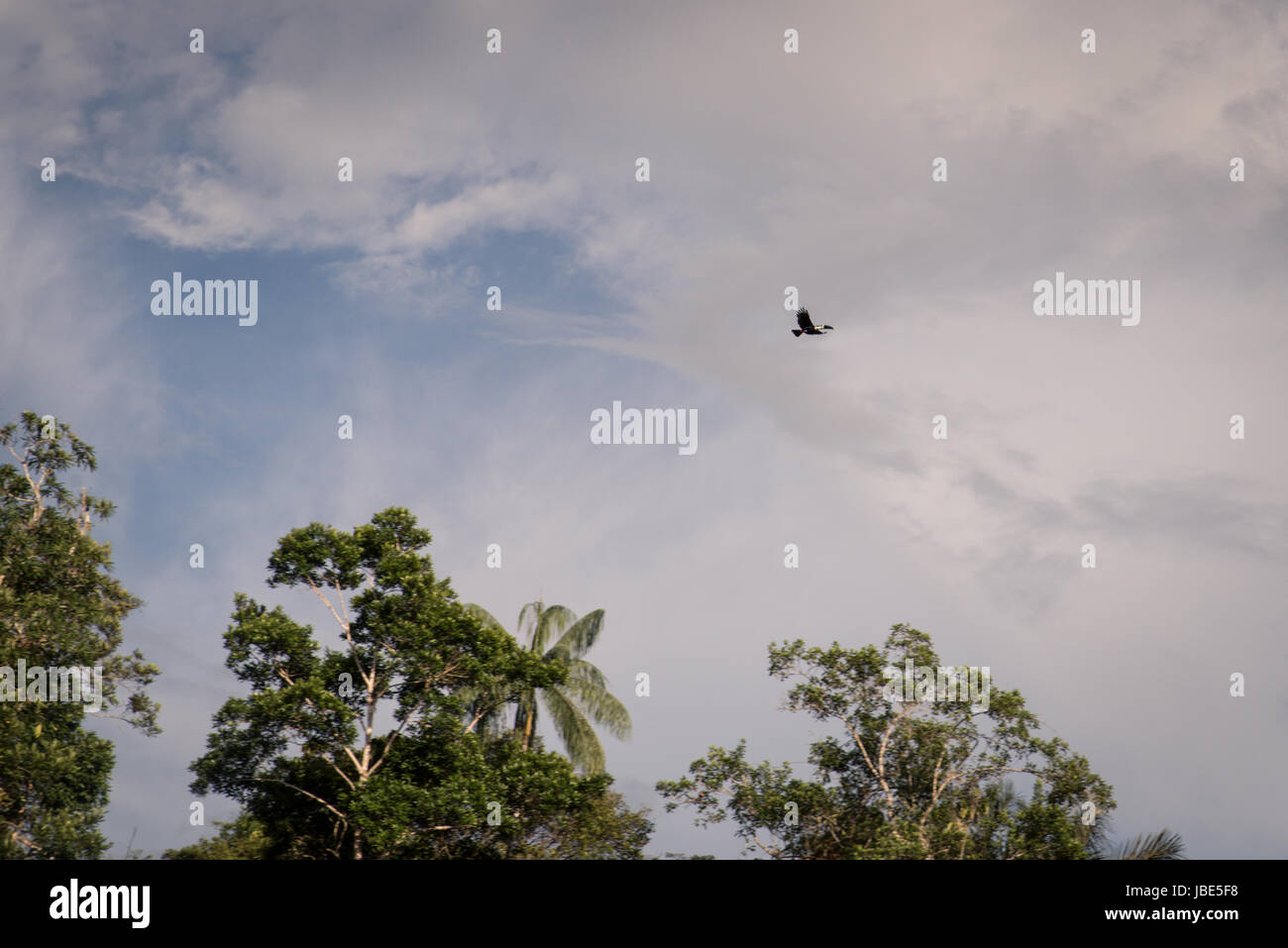 tucan flying in the sky Stock Photo - Alamy