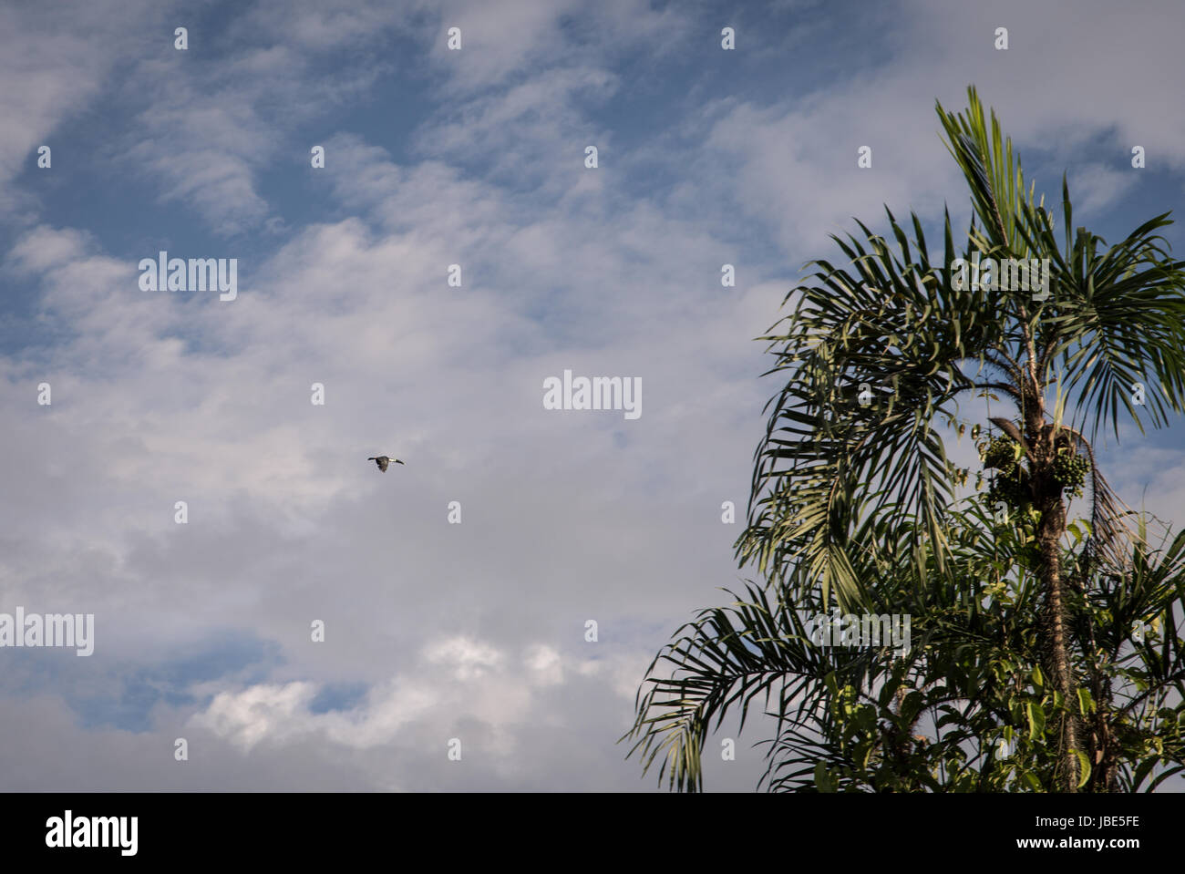 Tucan ecuador hi-res stock photography and images - Alamy
