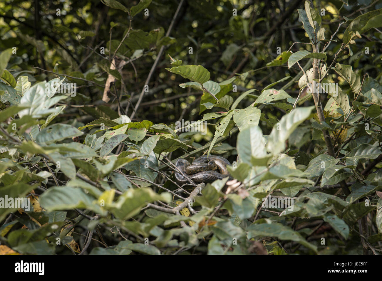 Green anaconda rainforest hi-res stock photography and images - Alamy