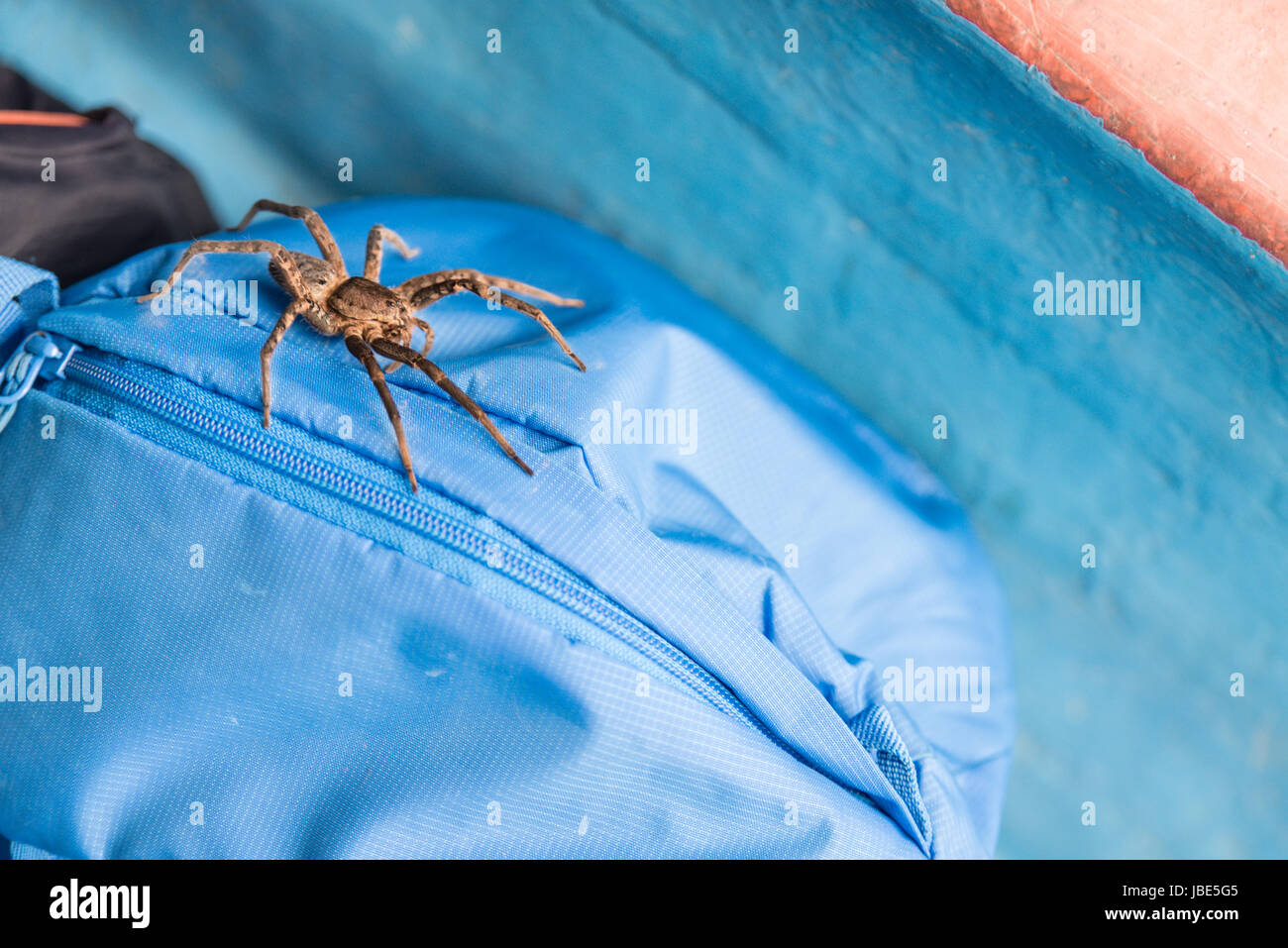 massive wolf spider on the backpack Stock Photo - Alamy