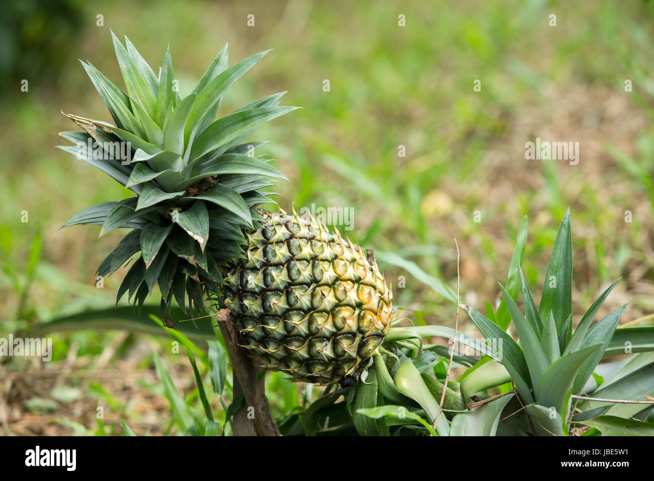 pineapple fruit farm growing nature background Stock Photo - Alamy