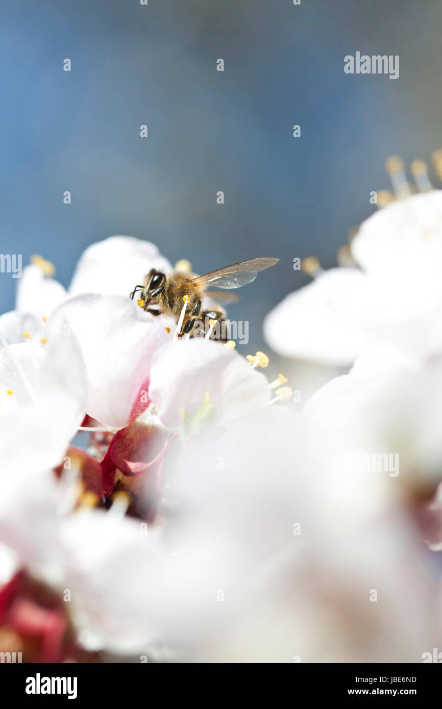 Honey bee enjoying peach blossom on a lovely spring day Stock Photo - Alamy