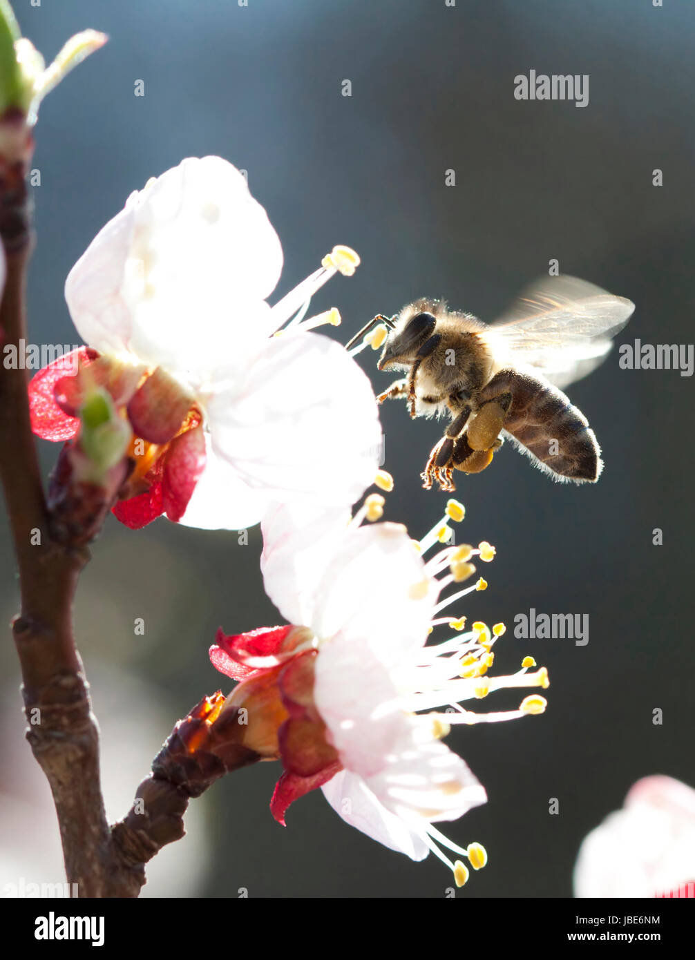 Honey bee enjoying peach blossom on a lovely spring day Stock Photo - Alamy