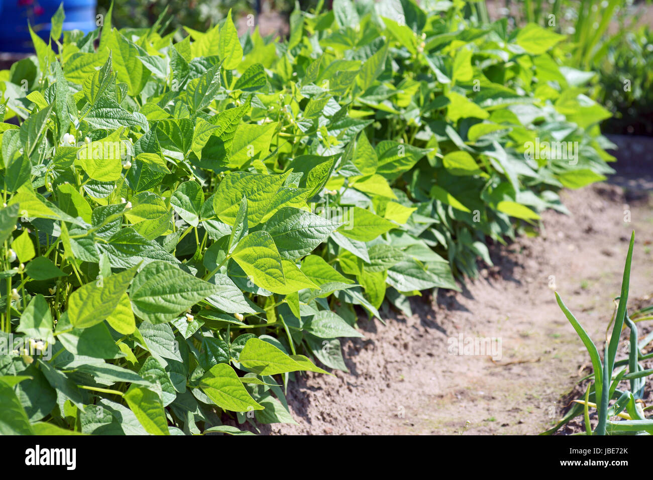 Bean Plant in a garden Stock Photo - Alamy