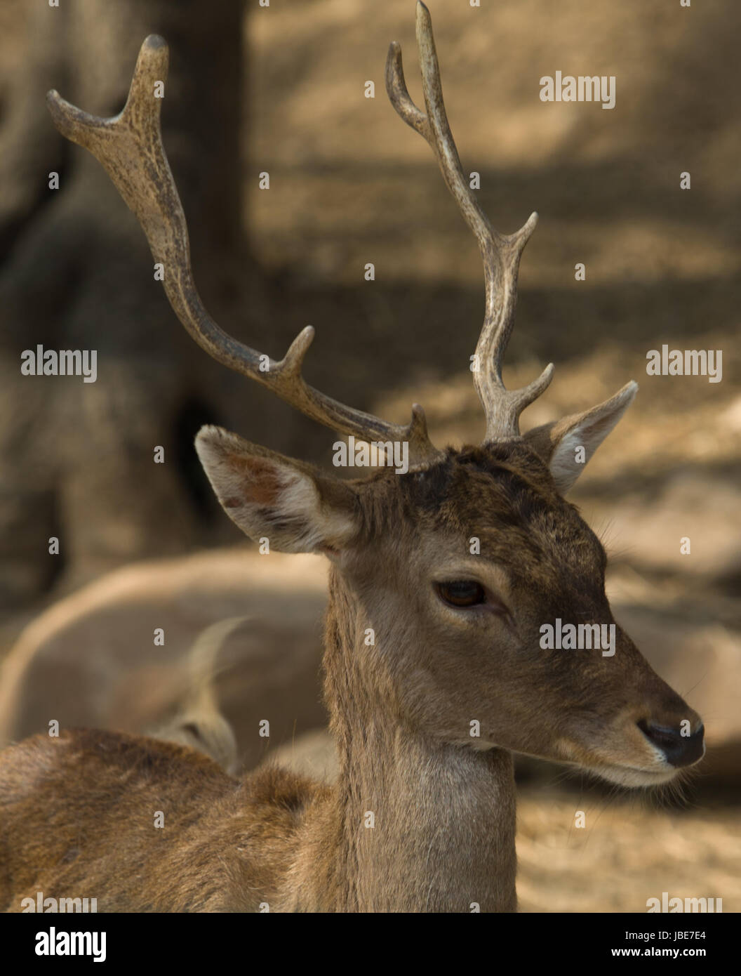 Young Iberian red deer, head portrait detail. Cervus elaphus hispanicus ...