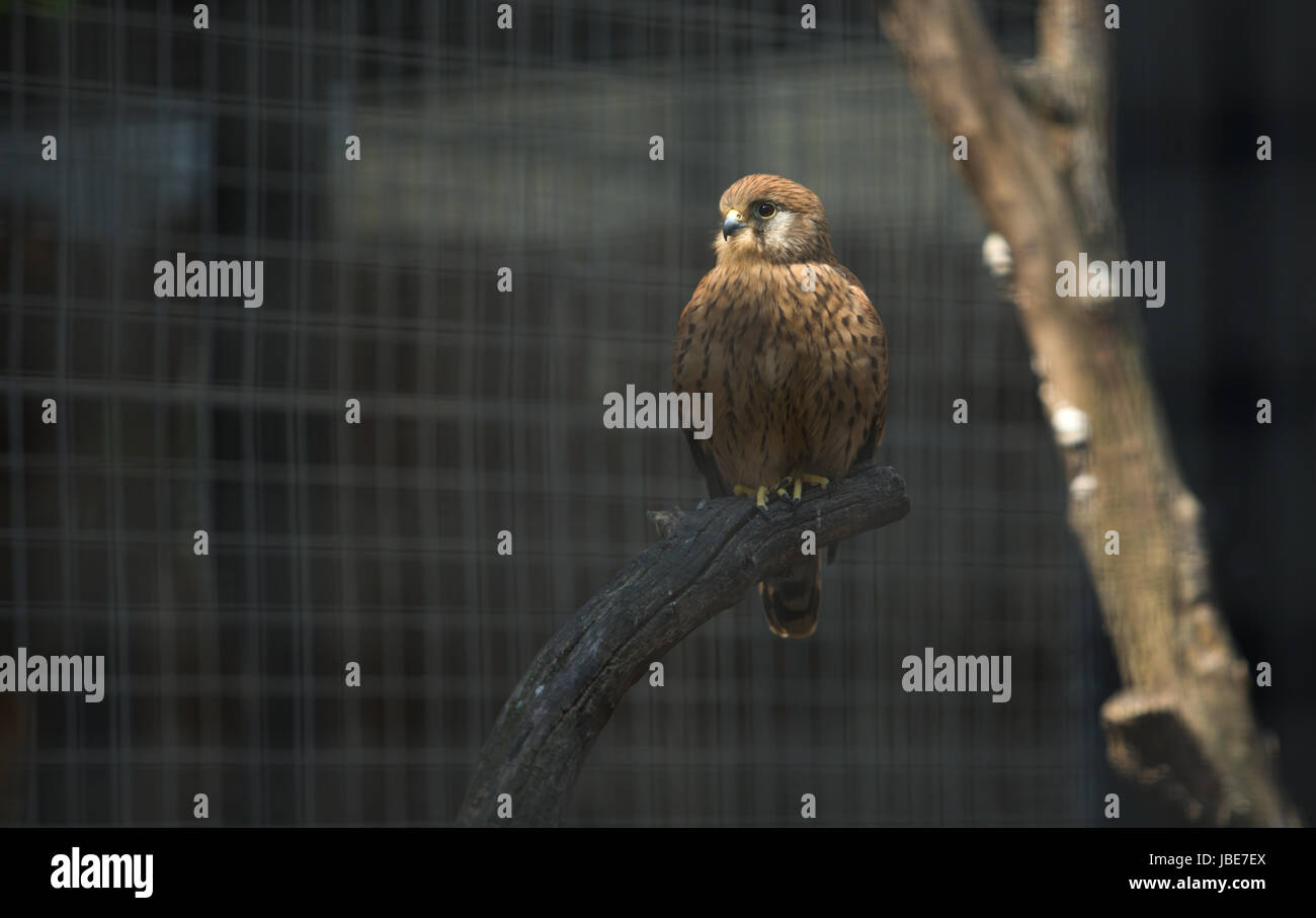Female lesser kestrel on captivity Stock Photo - Alamy