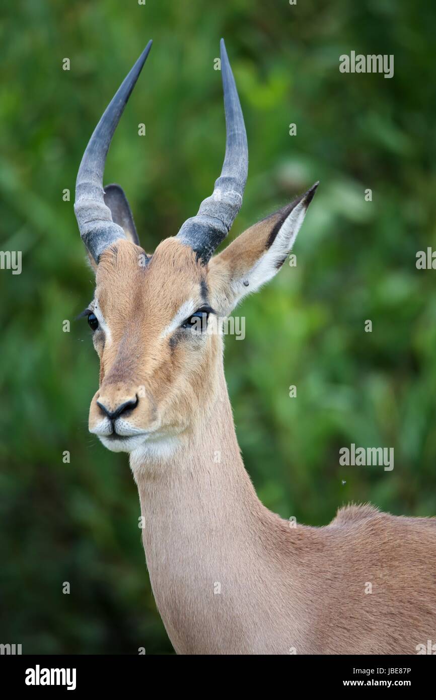 Portrait of an alert young impala antelope in Africa Stock Photo - Alamy