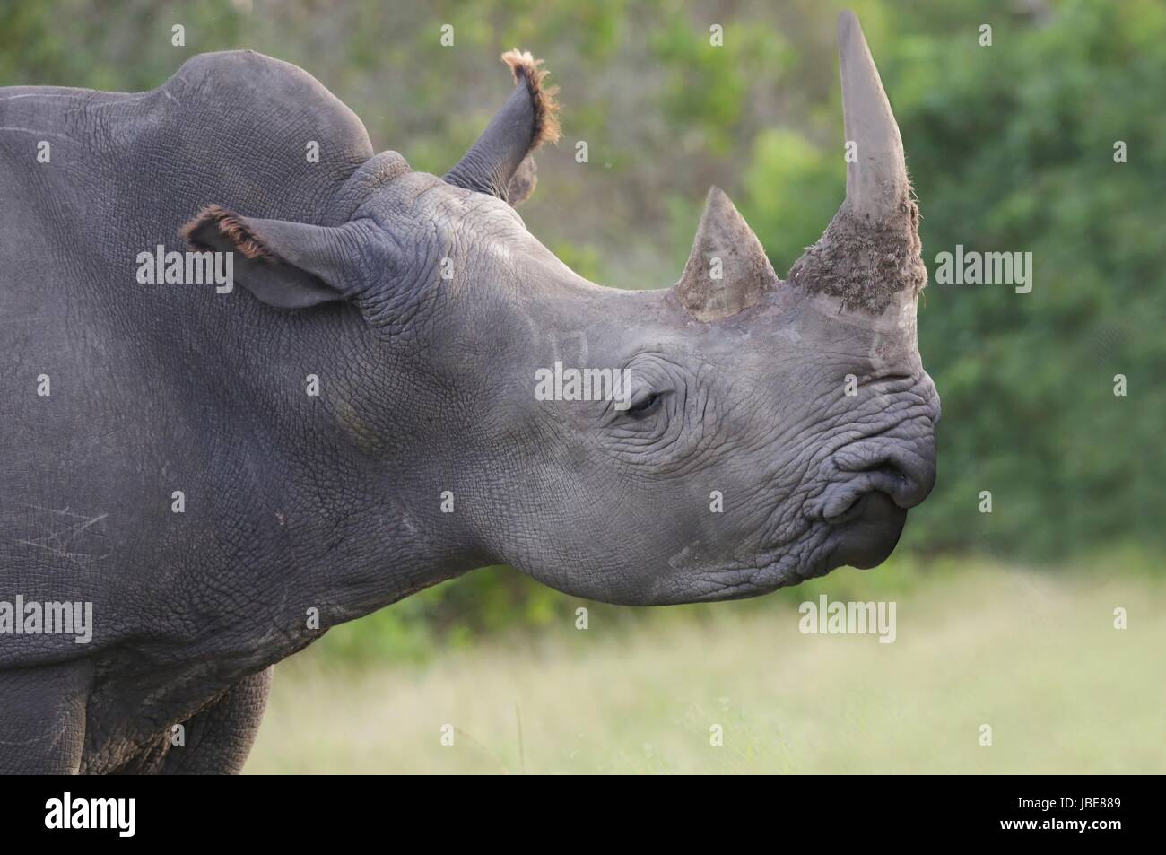 White rhino with head up in profile view Stock Photo - Alamy