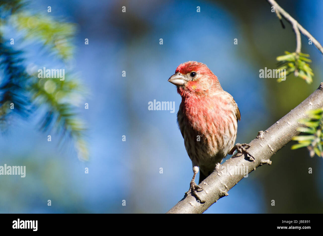 House Finch Perched in a Tree Stock Photo - Alamy