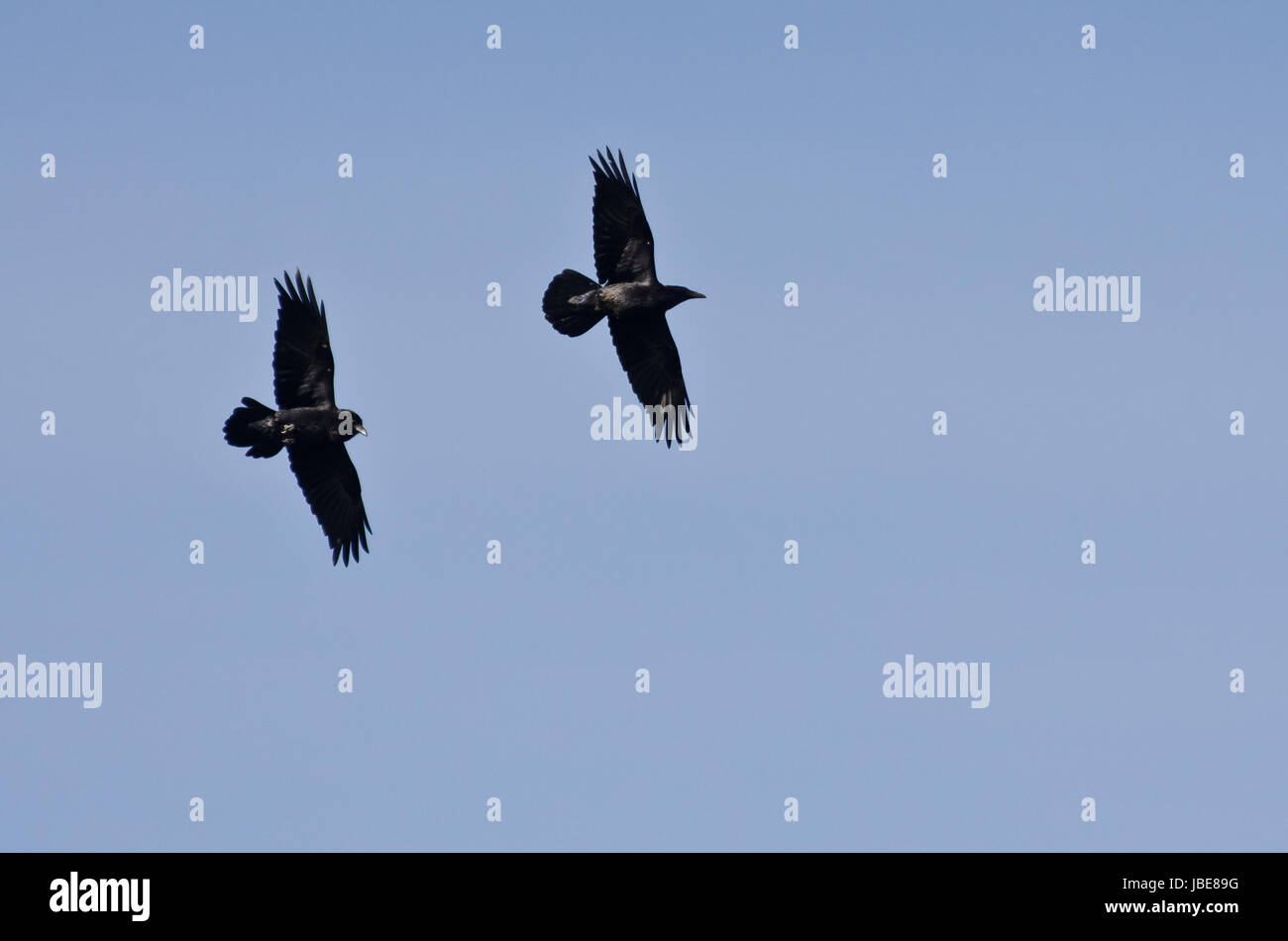 Two ravens flying hi-res stock photography and images - Alamy