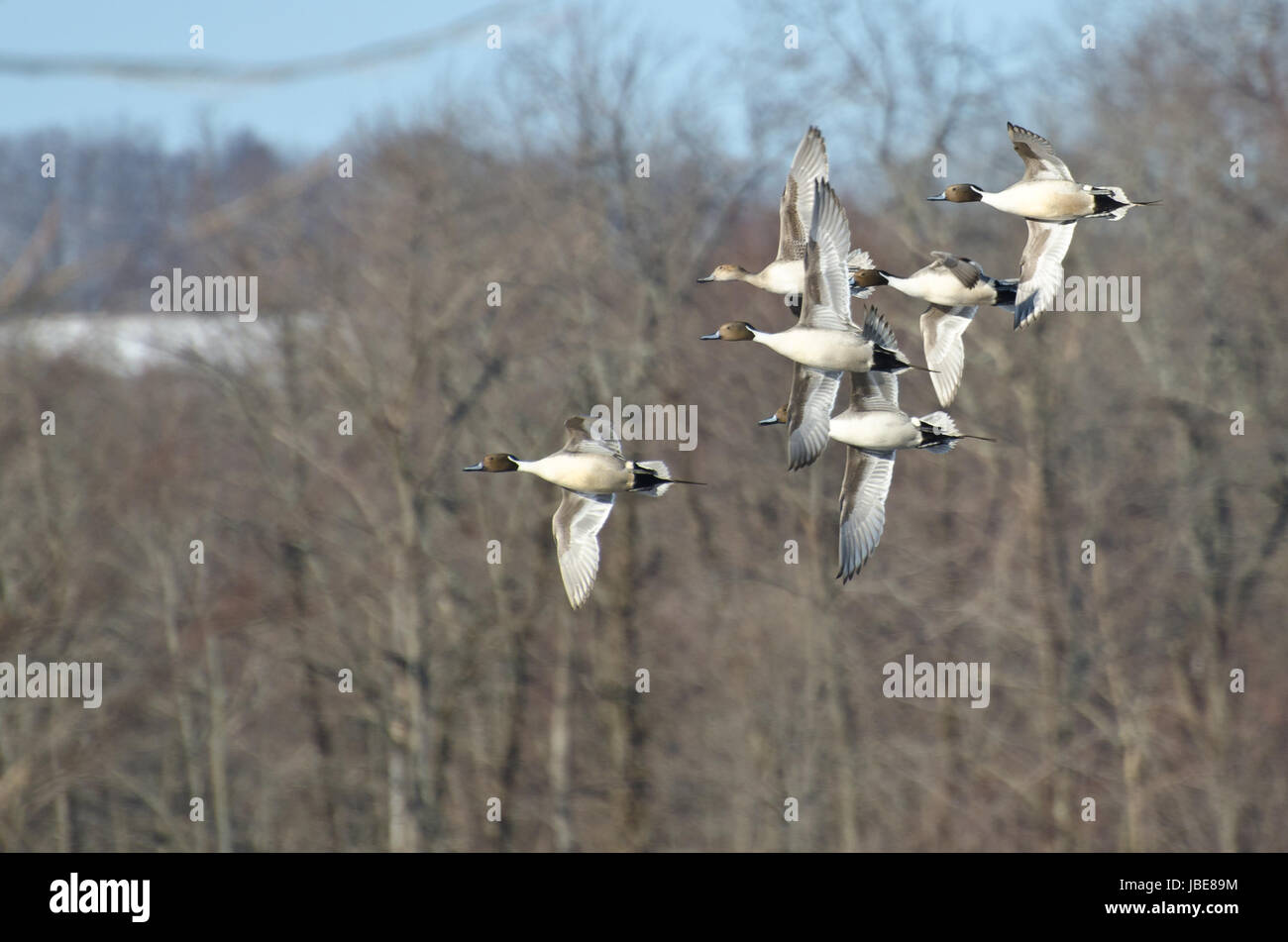 Northern Pintails Flying Over Marsh Stock Photo - Alamy