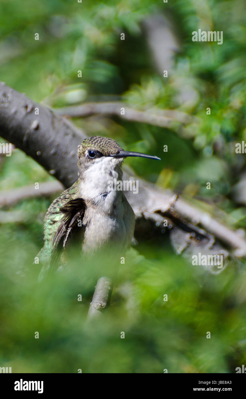 Hummingbird Making Eye Contact Stock Photo - Alamy