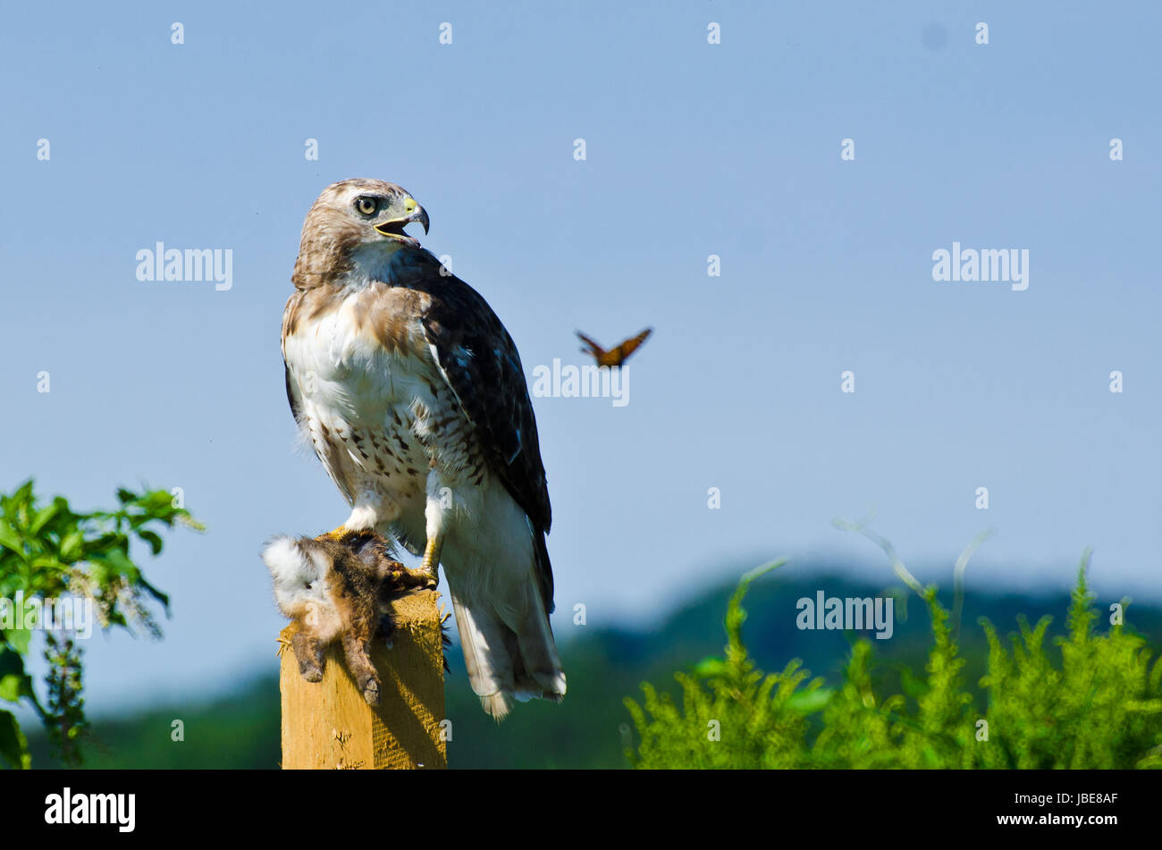 Red-Tailed Hawk With Captured Prey Stock Photo - Alamy