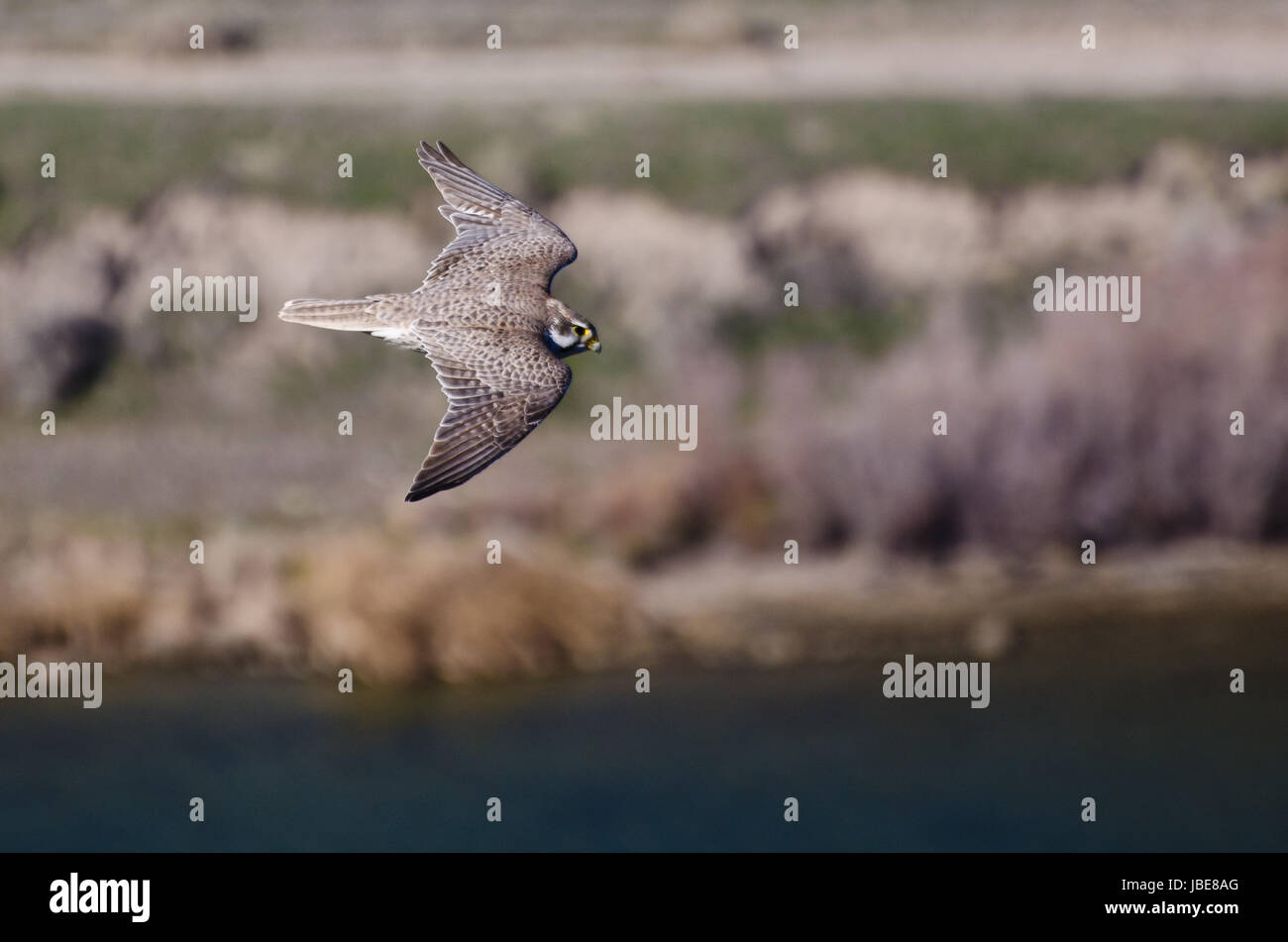 Peregrine Falcon in Flight Viewed From Above Stock Photo - Alamy