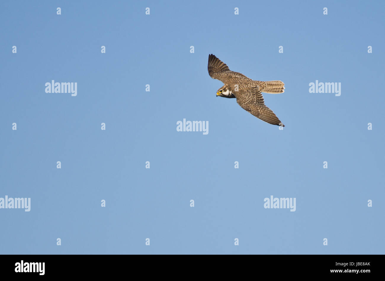 Peregrine Falcon Hunting on the Wing Stock Photo - Alamy