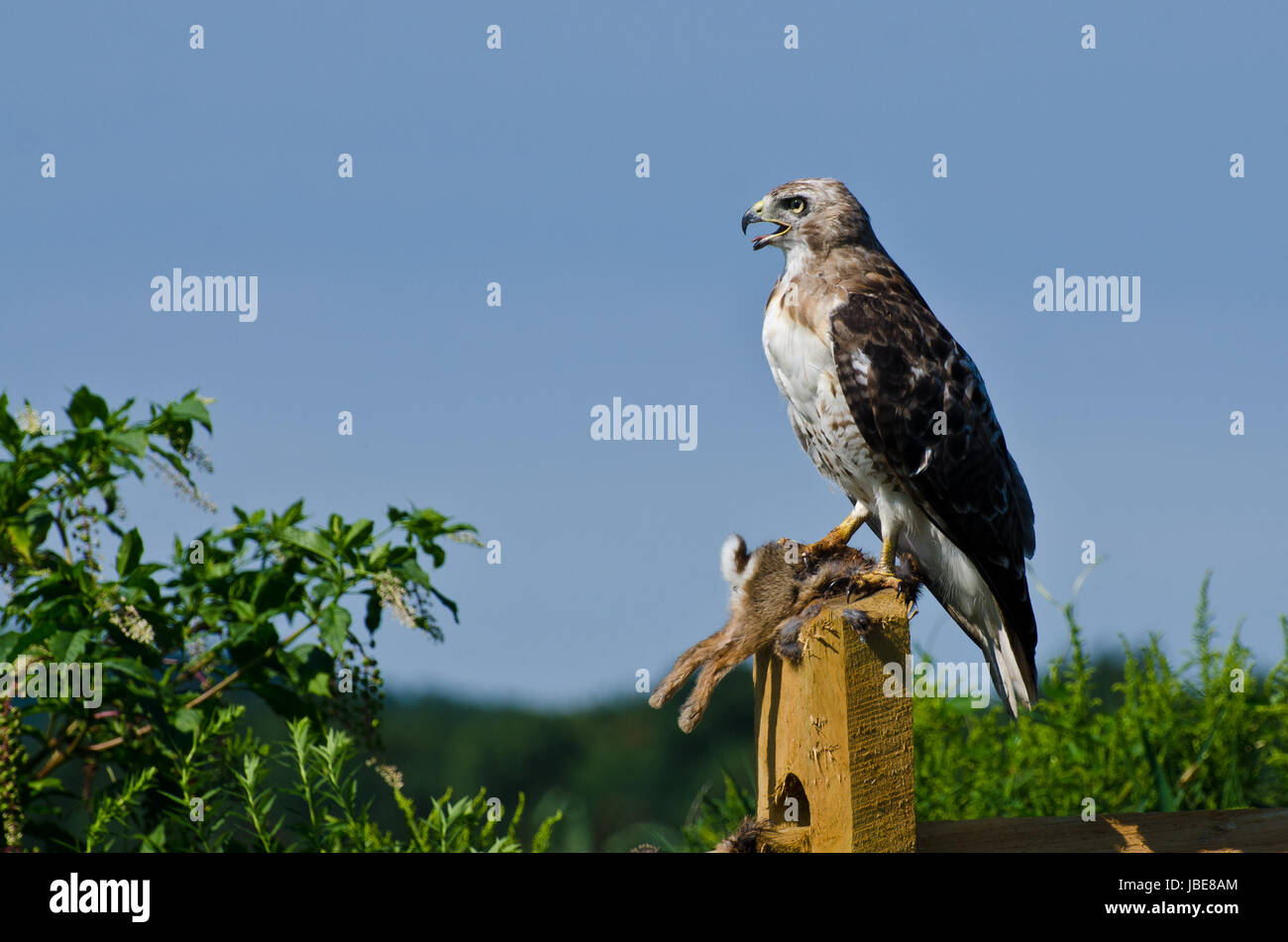 Red-Tailed Hawk With Captured Prey Stock Photo - Alamy