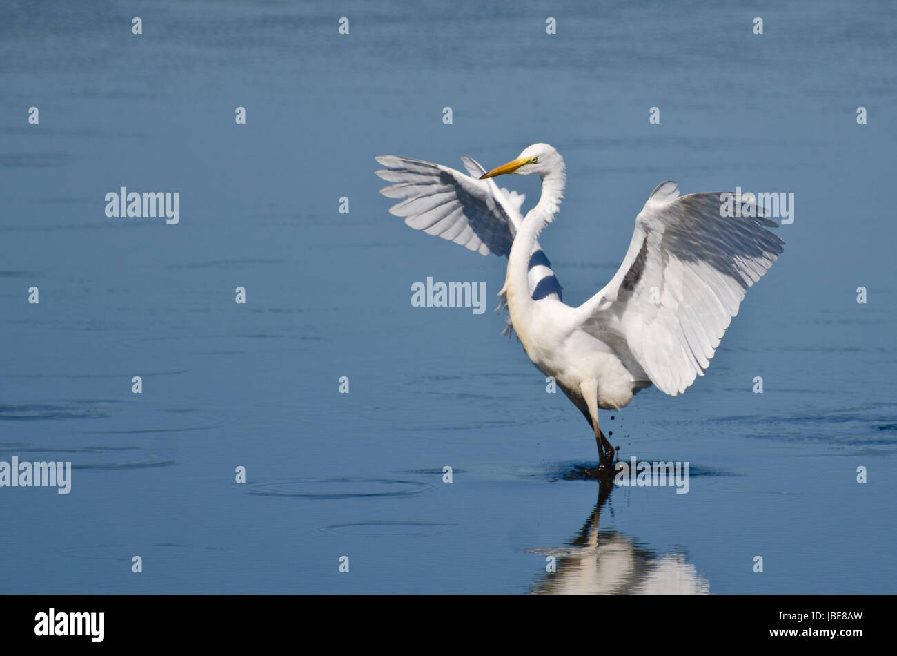 Great Egret Landing in Shallow Water Stock Photo - Alamy
