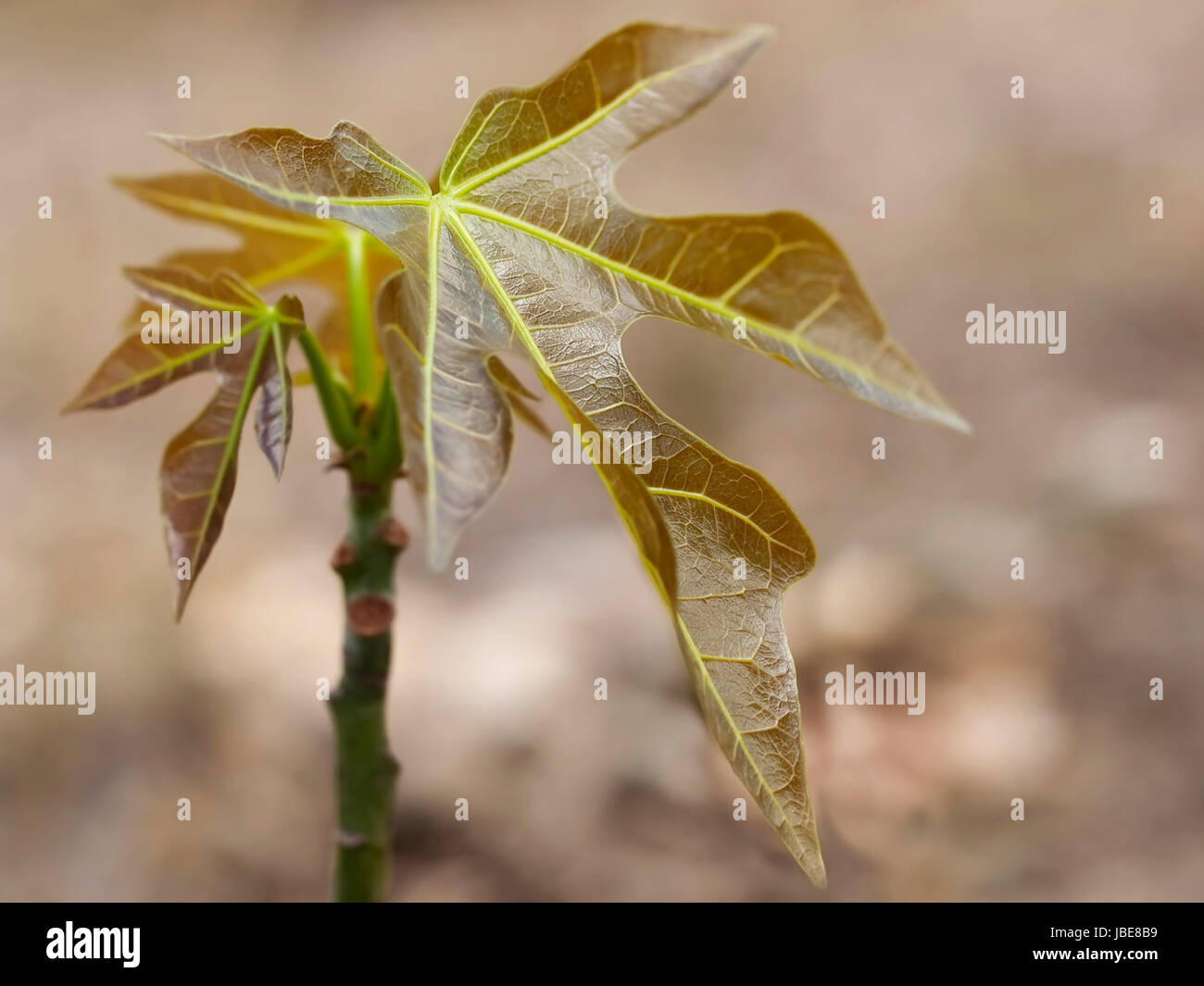 Lumbang tree hi-res stock photography and images - Alamy