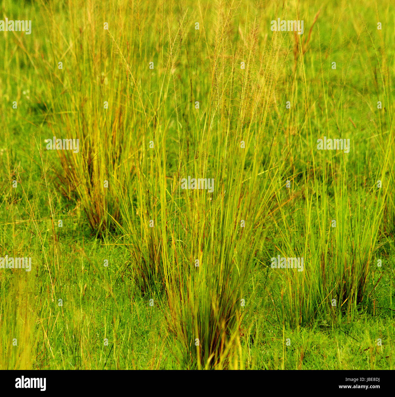 Clumps of Savannah grass going to seed at the ends of each blade of ...